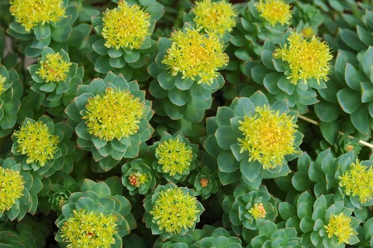 Rhodiola Rosea: O Que é, Para Que Serve, Benefícios e Efeitos ...