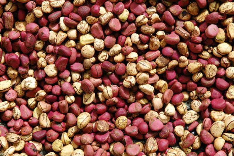 Noz de Cola: O Que é, Para Que Serve e Benefícios - MundoBoaForma