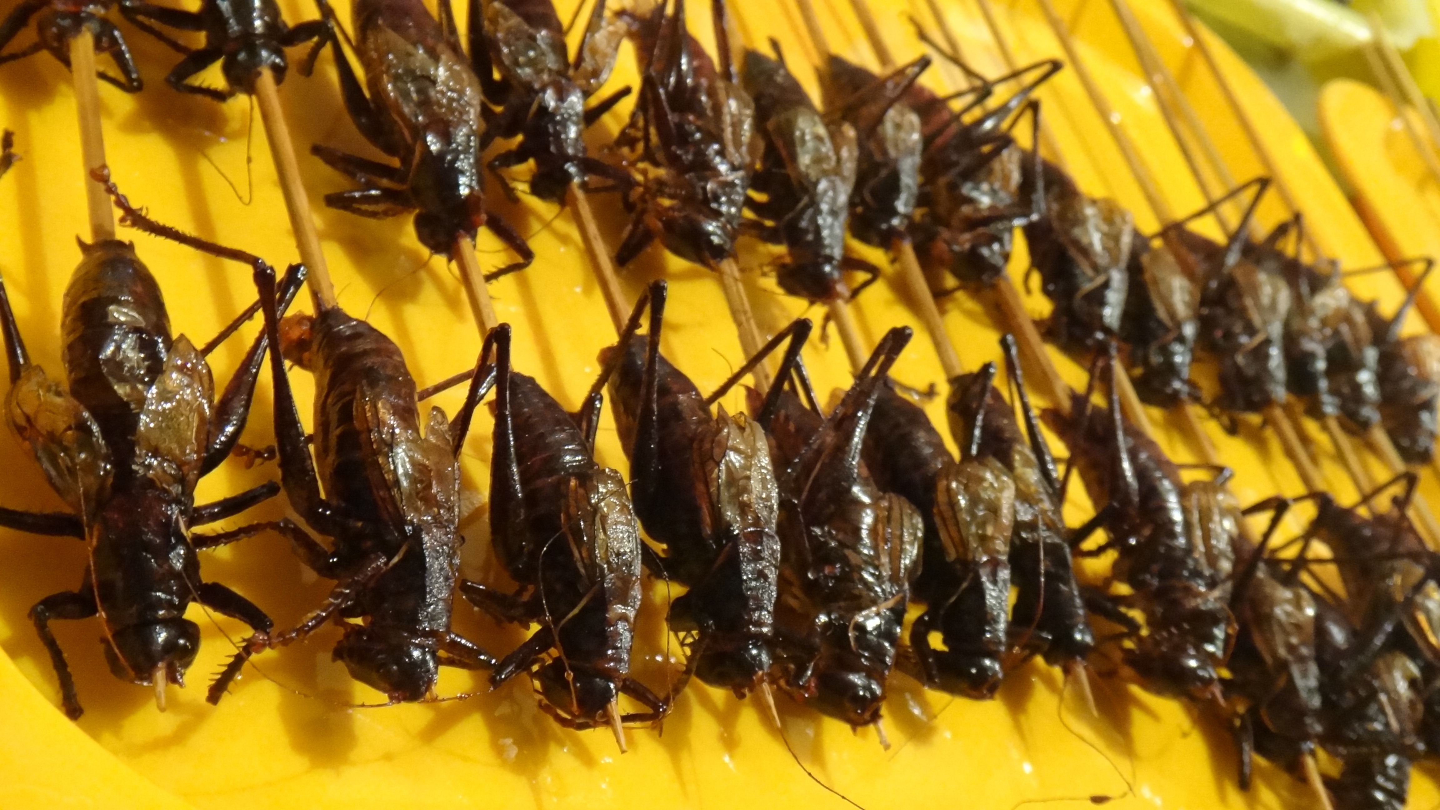 Conheça a Farinha de Grilo, Rica em Proteínas - MundoBoaForma