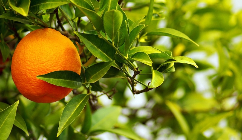 Citrus Aurantium (Laranja Amarga): O Que é, Para Que Serve e Efeitos ...
