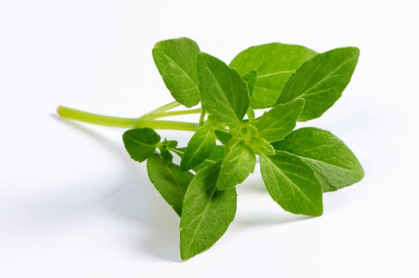 13 Benefícios do Manjericão - Para Que Serve e Propriedades ...