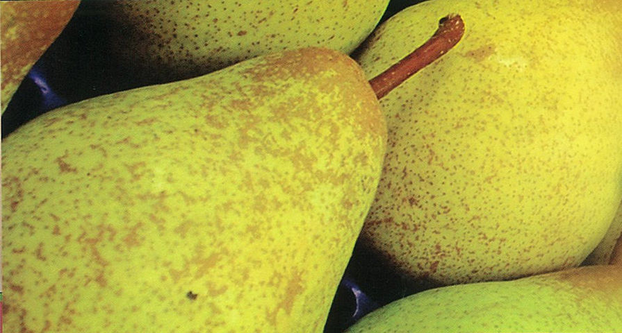 Calorias da Pera - Tipos, Porções, Dicas e Receitas - MundoBoaForma