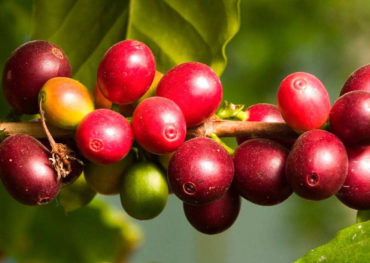 10 benefícios do Camu Camu - Para que serve e propriedades - MundoBoaForma