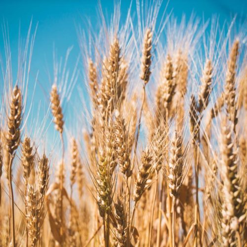 4 Benefícios da Farinha de Cevada - Para Que Serve, Como Fazer e ...