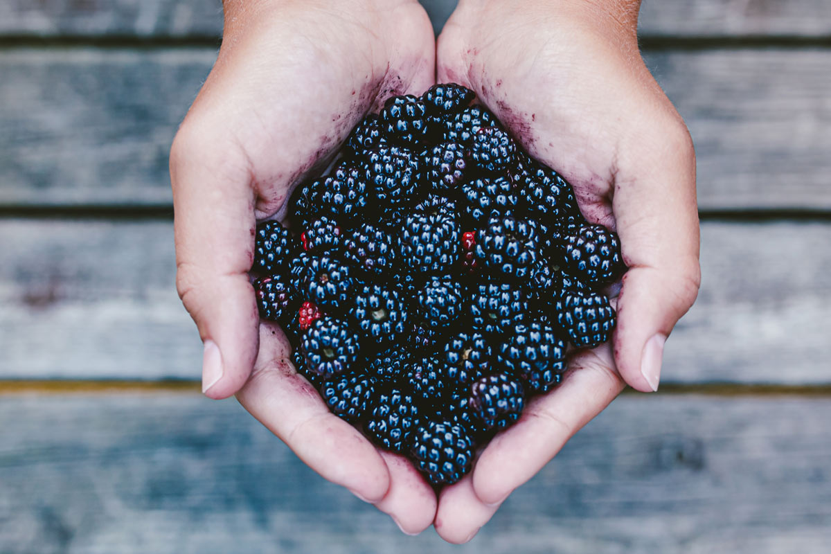 7 benefícios da Amora – Para que serve e receitas - MundoBoaForma