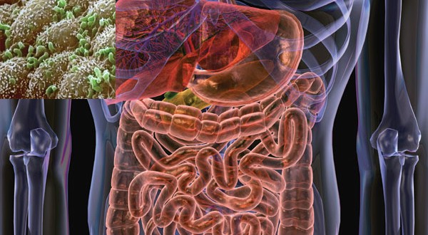 Como Recuperar a Flora Intestinal- Alimentos, Suplementos e Dicas ...
