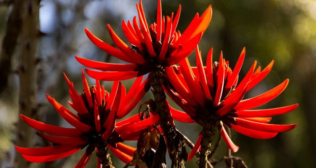 Chá de Mulungu - Para Que Serve, Indicação e Benefícios - MundoBoaForma ...