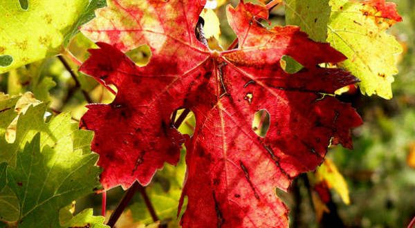 Videira Vermelha - Para Que Serve, Benefícios e Propriedades ...