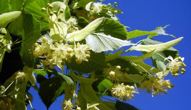 Tília - Para Que Serve, Benefícios e Propriedades - MundoBoaForma