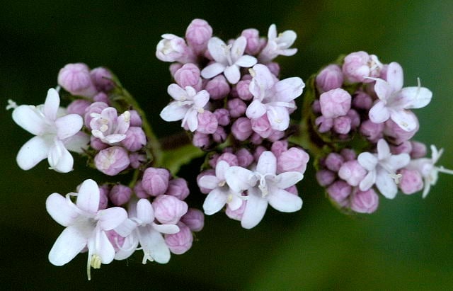 Valeriana - O que é, como consumir e contraindicações - MundoBoaForma Valeriana - O que é, como consumir e contraindicações - MundoBoaForma