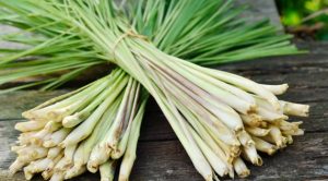 Benefícios do Capim limão (capim santo) e como usar - MundoBoaForma