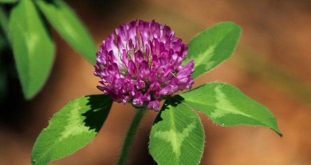 Trevo Vermelho - Para Que Serve, Benefícios, Cápsulas e Mais ...