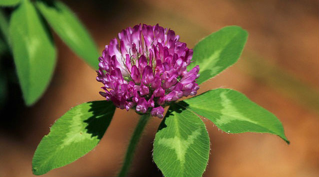 Trevo Vermelho - Para Que Serve, Benefícios, Cápsulas e Mais ...