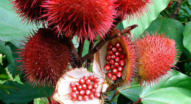 Como Fazer Chá de Urucum - Receita, Benefícios e Dicas - MundoBoaForma