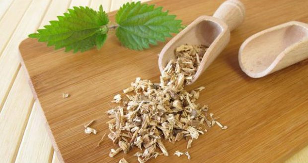 6 Benefícios da Raiz de Urtiga - Para Que Serve e Dicas - MundoBoaForma ...