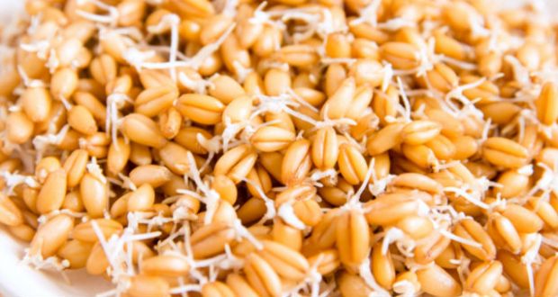 Trigo Germinado - O Que é, Receitas, Pão, Como Fazer e Dicas ...