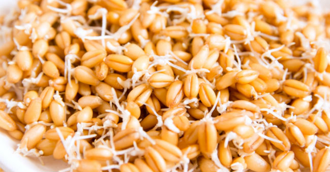 Trigo Germinado - O Que é, Receitas, Pão, Como Fazer e Dicas ...