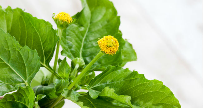 13 Benefícios do Jambú - Para Que Serve, Propriedades e Dicas ...