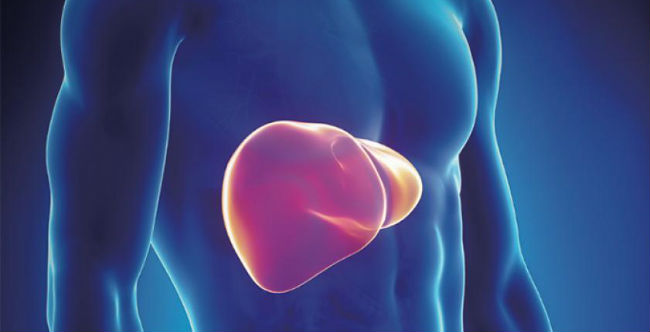 Esteatose hepática - O que é, tratamento, grau e dicas - MundoBoaForma