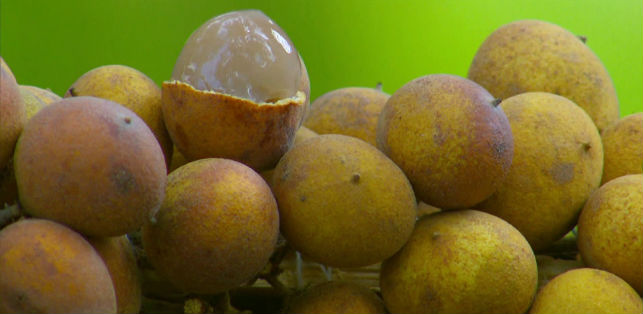 7 Benefícios da Pitomba - Para Que Serve, Receita, Suco e Dicas ...