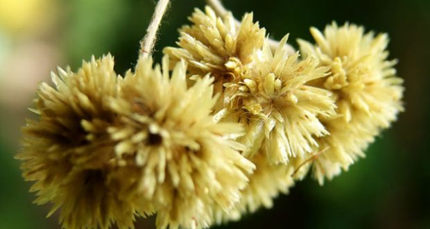 Chá de Marcela Emagrece? Para Que Serve, Contraindicações e Benefícios ...