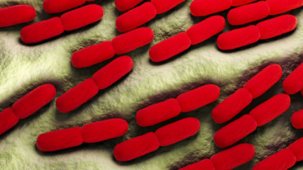 Lactobacillus Bulgaricus - O Que São e Para Que Serve - MundoBoaForma