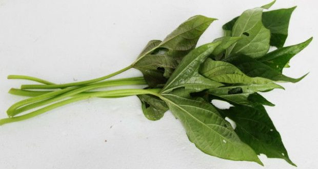 Folha de Batata Doce Emagrece? Para Que Serve, Benefícios, Chá e Dicas ...