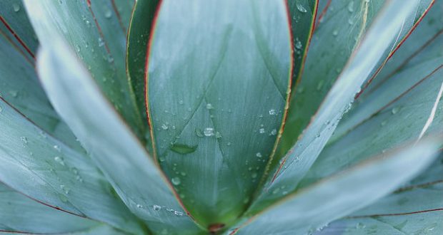 Agave - O Que é, Benefícios, Para Que Serve e Como Usar - MundoBoaForma ...