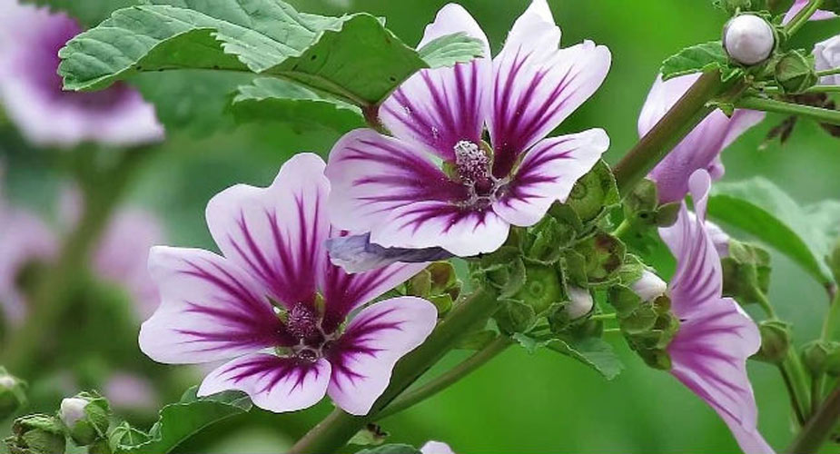 12 benefícios da malva - Para que serve e propriedades - MundoBoaForma