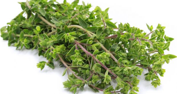 12 Benefícios da Manjerona - Para Que Serve, Chá e Propriedades ...