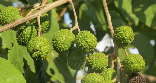 9 Benefícios da Mutamba - O Que é, Para Que Serve, Chá e Dicas ...