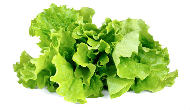 6 tipos de Alface - Benefícios e características - MundoBoaForma
