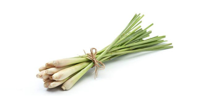 Benefícios do Capim limão (capim santo) e como usar - MundoBoaForma