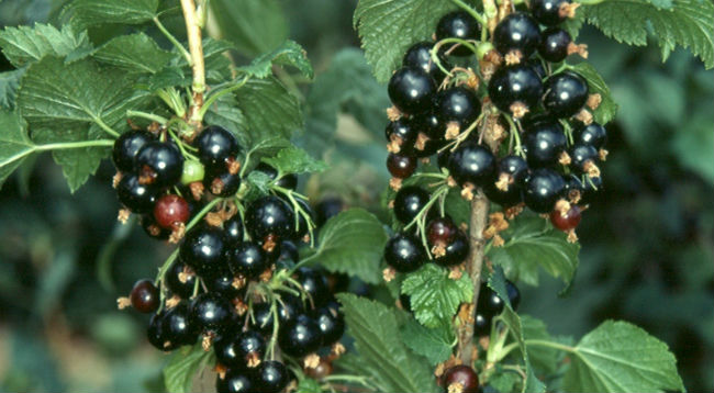 Benefícios da Groselha Negra - Para que serve e efeitos colaterais ...
