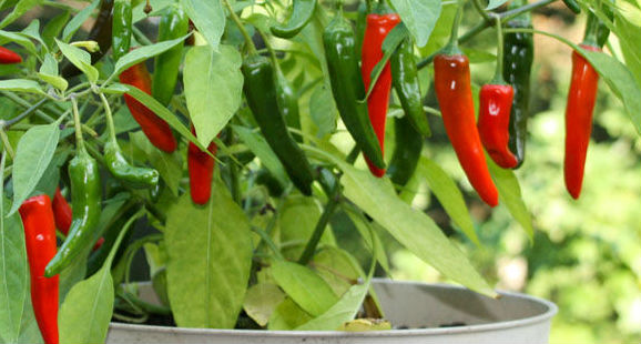 Como Plantar Pimenta em Casa - 10 Passos e Cuidados - MundoBoaForma