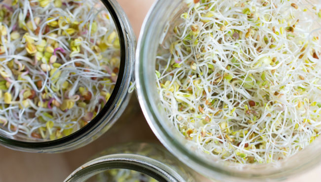 Brotos comestíveis - Benefícios, tipos, como cultivar, receitas e dicas ...