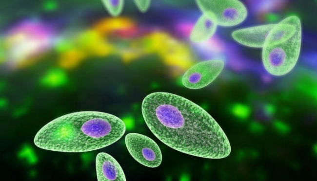Toxoplasmose - Sintomas, Tratamento e Prevenção - MundoBoaForma