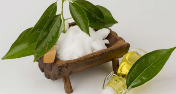 Cânfora - O Que é, Para Que Serve, Benefícios e Como Usar ...