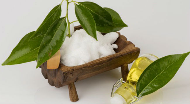 Cânfora - O Que é, Para Que Serve, Benefícios e Como Usar - MundoBoaForma