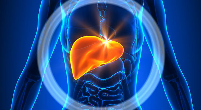 Fígado inchado - Sintomas, causas e como tratar - MundoBoaForma