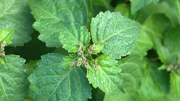 5 Benefícios do Patchouli - Para Que Serve, O Que é e Indicações ...