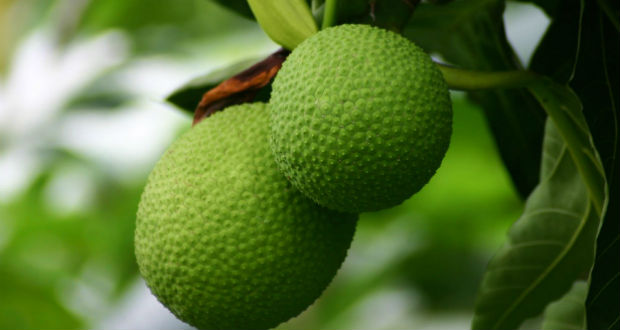 6 Benefícios da Fruta-Pão - Para Que Serve e Propriedades - MundoBoaForma