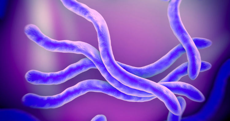 Tipos De Vermes Intestinais