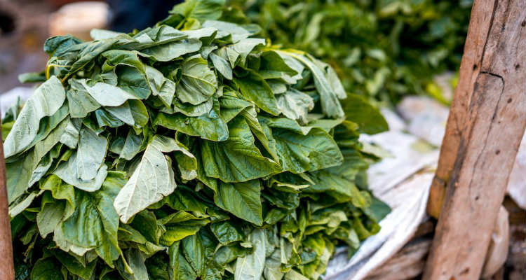 5 Benefícios da Folha de Abóbora - Para Que Serve, Chá, Receitas e ...