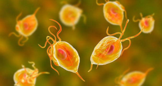 Tricomoníase Tem Cura? O Que é, Sintomas, Tratamento e Prevenção