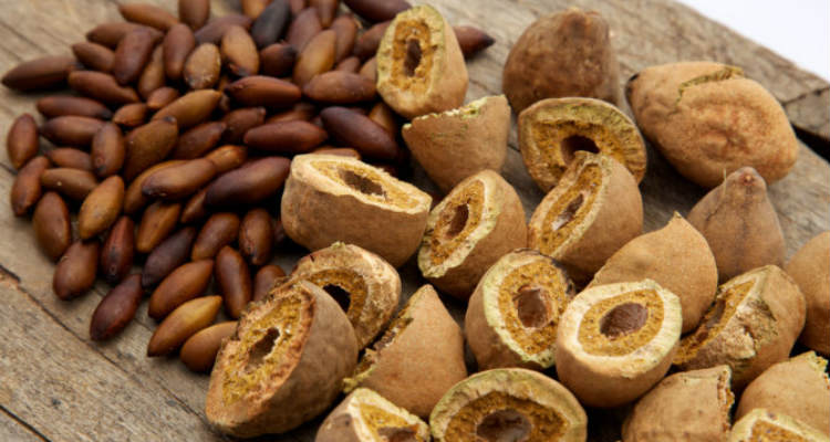 5 Benefícios do Baru - Para Que Serve e Propriedades - MundoBoaForma