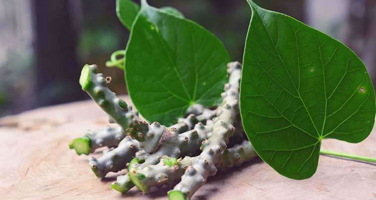 Guduchi - Benefícios, Para Que Serve e Como Preparar - MundoBoaForma