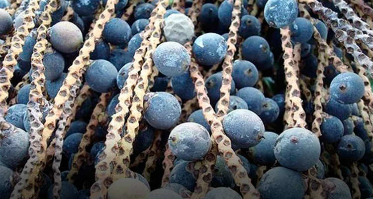 7 Benefícios da Bacaba - Para Que Serve e Propriedades - MundoBoaForma