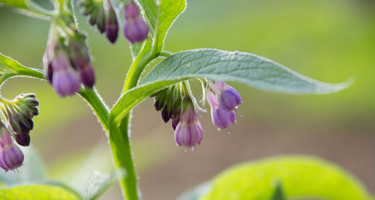 Confrei Emagrece? Para Que Serve? Chá, Pomada e Mais - MundoBoaForma