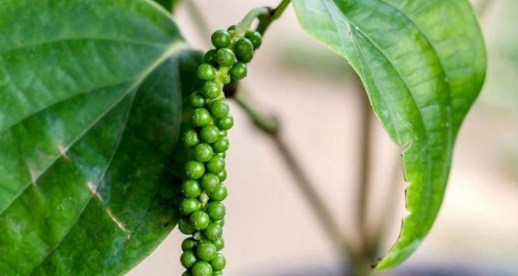 Como Plantar Pimenta-do-Reino em Casa - Passo a Passo e Cuidados ...